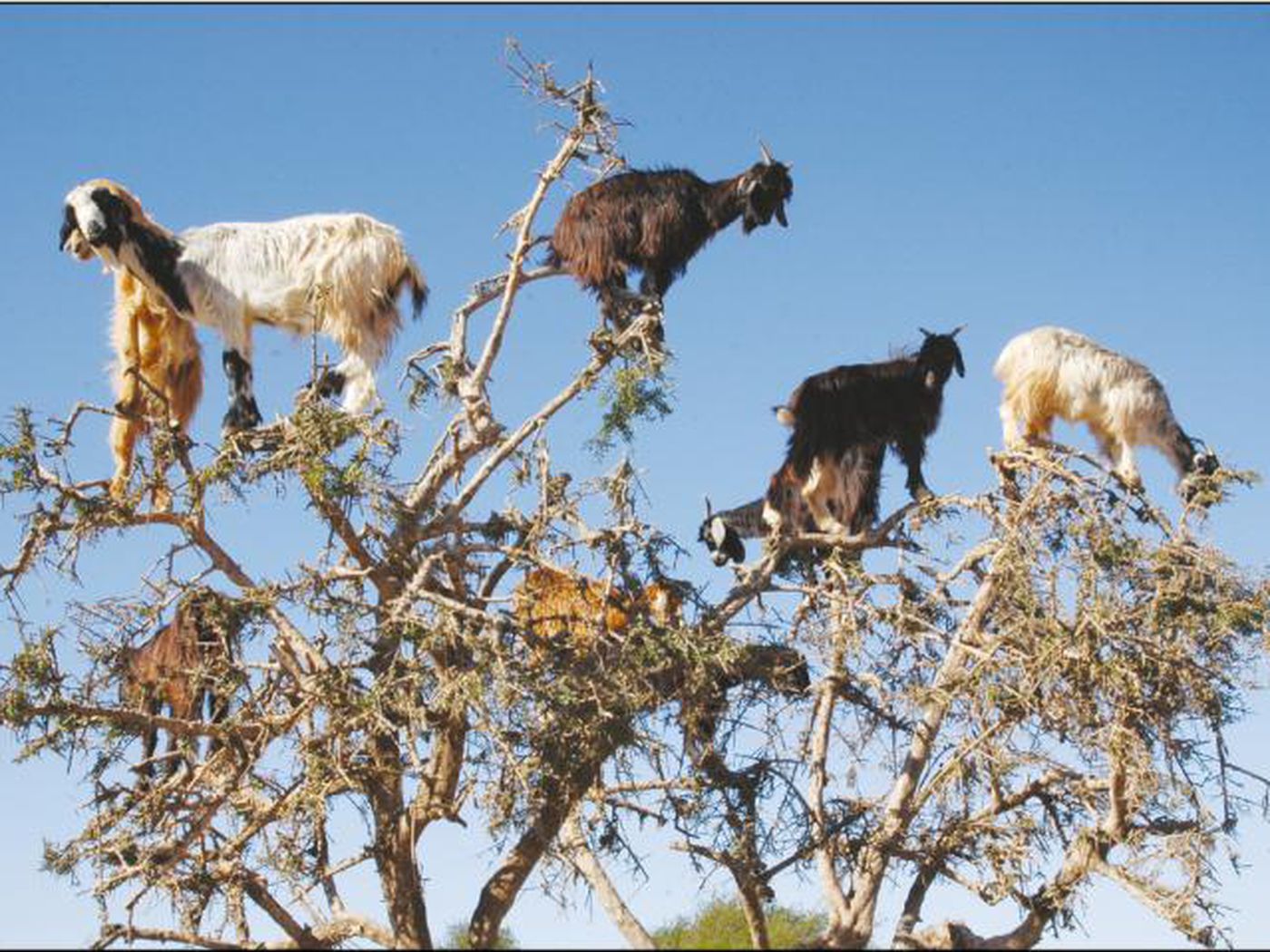 Goats Really Are Amazing Creatures! - Legend FM